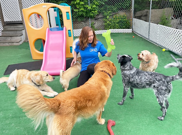 Playgroups, Dog Walking, Boarding - Healthy Hounds Doggie Daycare